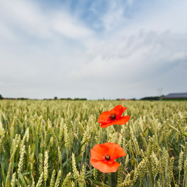 Things to do in Flanders | Travel Guide | P&O Ferries