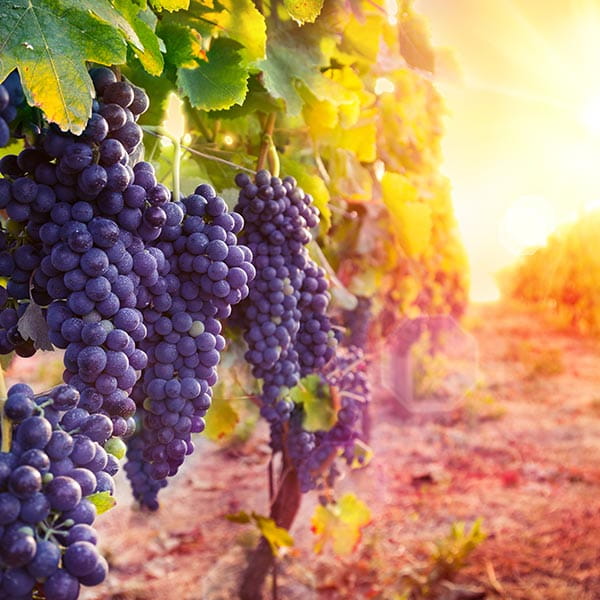 Things to do in Annecy | Travel Guide | P&O Ferries