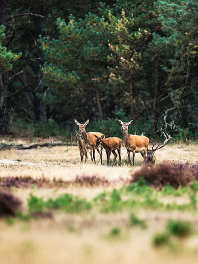 Places to Visit in the Netherlands | P&O Ferries
